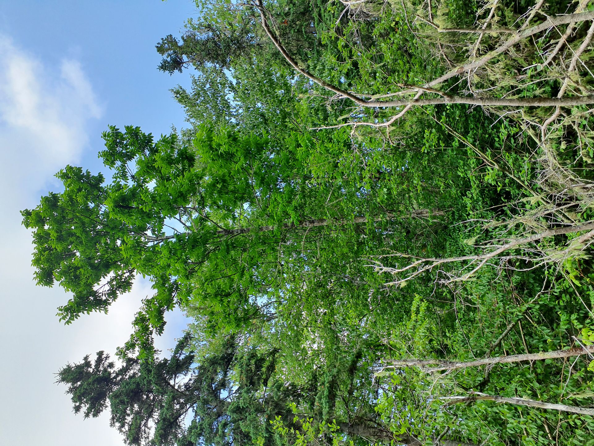 The Black Ash Project